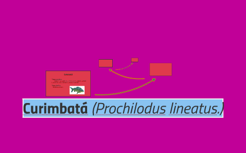 Curimbatá (Prochilodus lineatus.) by Lígia Rocha on Prezi