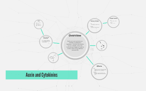 Auxin and Cytokinins by Rachel Emig on Prezi