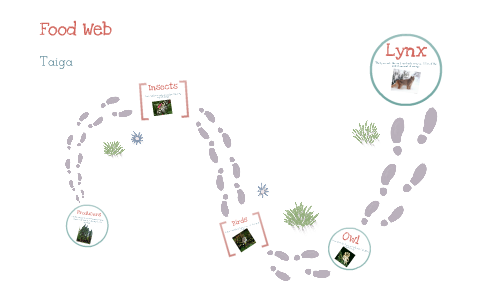 Taiga Food Web by Hi Hi on Prezi