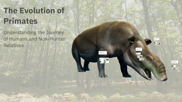 The Evolution of Primates by Sydnee Zirker on Prezi