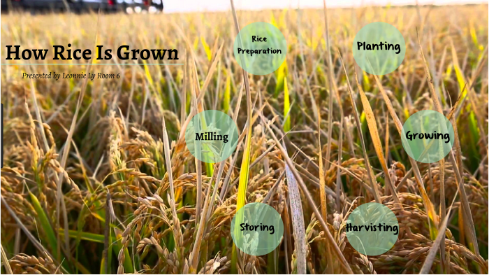 Rice Flow Chart by Leonnie Ly on Prezi