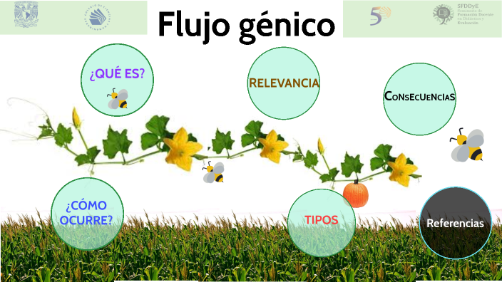 Flujo génico by ROSA ELENA ESCATEL LUNA on Prezi
