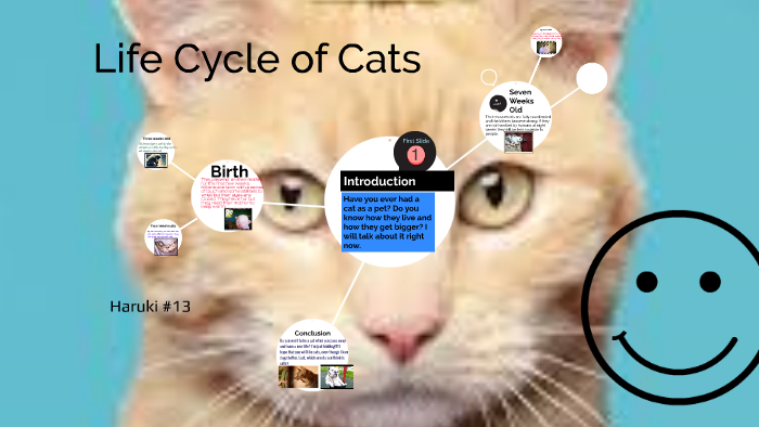 Life Cycle of Cats by Haruki K on Prezi
