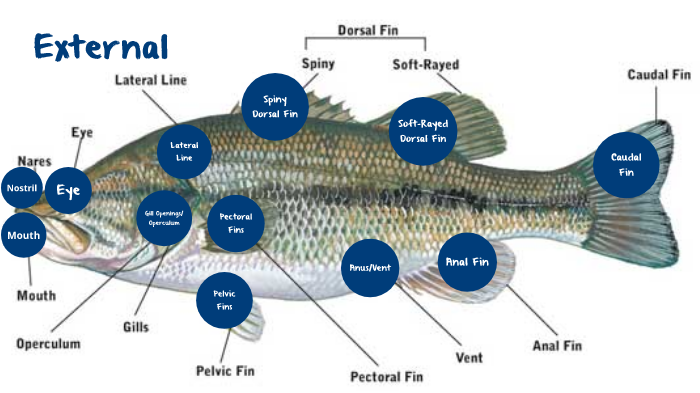 Fish Anatomy by Konnor Hasselbring on Prezi