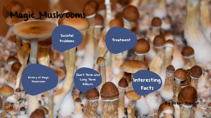How Magic Mushrooms Affect the Nervous System by Andrew Traylor on Prezi