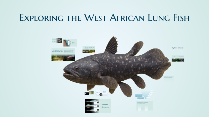 Exploring the West African Lung Fish: Classification, Habitat, and ...