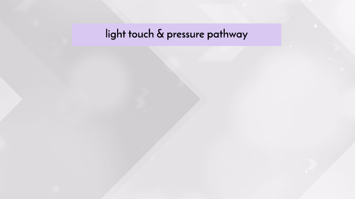 light touch pathway by sajjad heydarzade on Prezi
