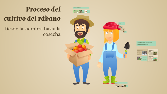Proceso del cultivo del rábano by Carlos Chávez on Prezi