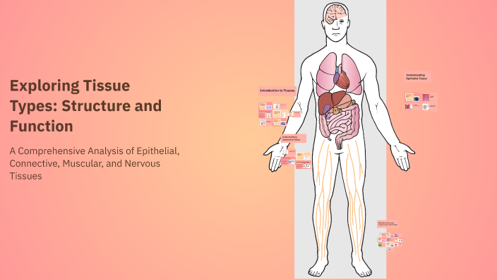 Exploring Tissue Types: Structure and Function by MENNAH ibrahi on Prezi