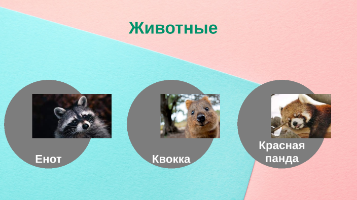 Животные by Екатерина Рожкова on Prezi