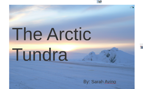 The Artctic Tundra by sarah avino on Prezi
