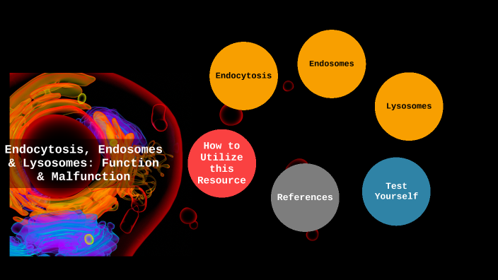 Group 8: Endocytosis, Endosomes and Lysosomes: function and malfunction ...