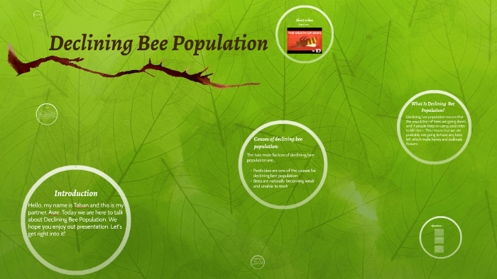 Declining Bee Population by Asre Ahmad on Prezi