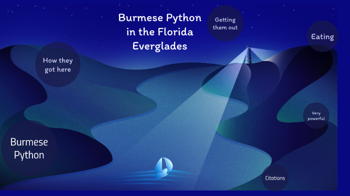 Burmese Python by Connor Burger on Prezi