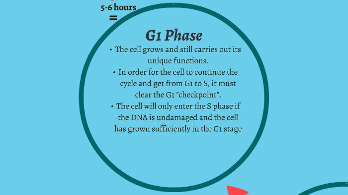 Cell Cycle Graphic Organizer by Eliza Mills on Prezi