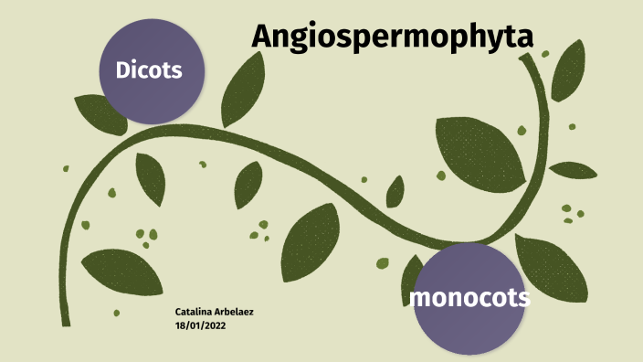Angiospermophyta by Cata Arbelaez on Prezi