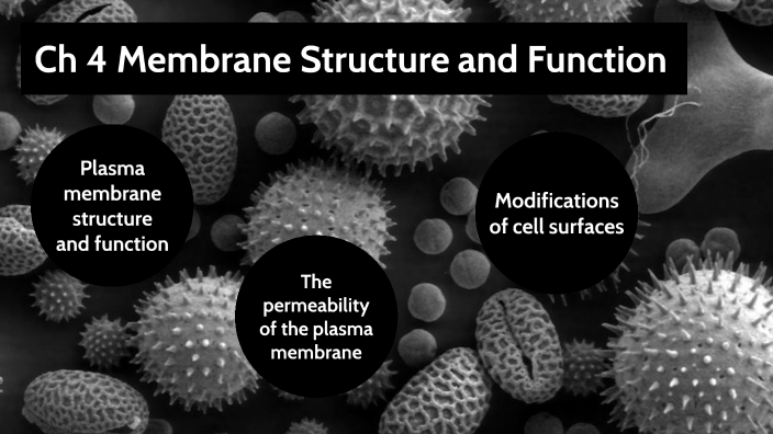Ch 4 Membrane Structure by Emily Richbourg on Prezi