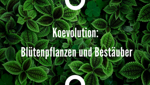 Koevolution: Blütenpflanzen und Bestäuber by Emilia Eden on Prezi Design