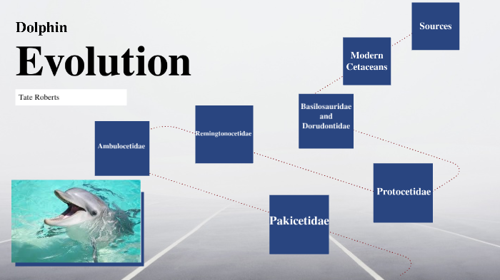 Dolphin Evolution by Tate Roberts on Prezi