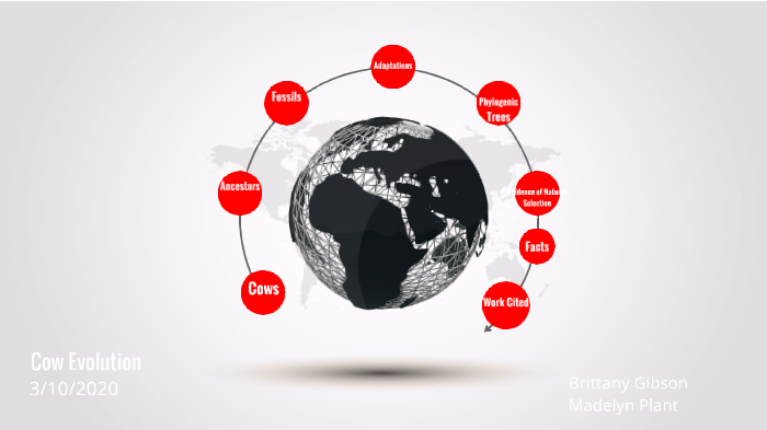 Evolution of Cows by Brittany Gibson on Prezi