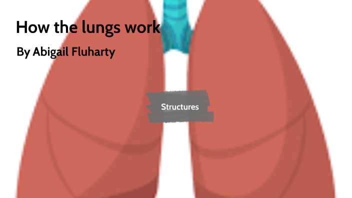 How the lungs work by Abigail Fluharty on Prezi