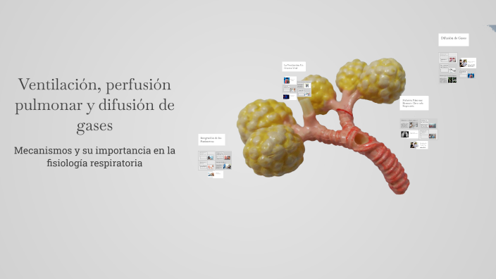 Ventilación, perfusión pulmonar y difusión de gases by Jose Manuel del ...
