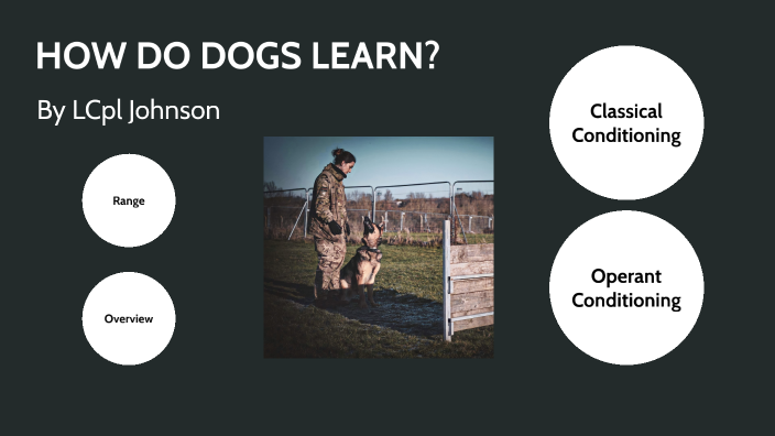 How dogs learn. by Bethany Johnson on Prezi