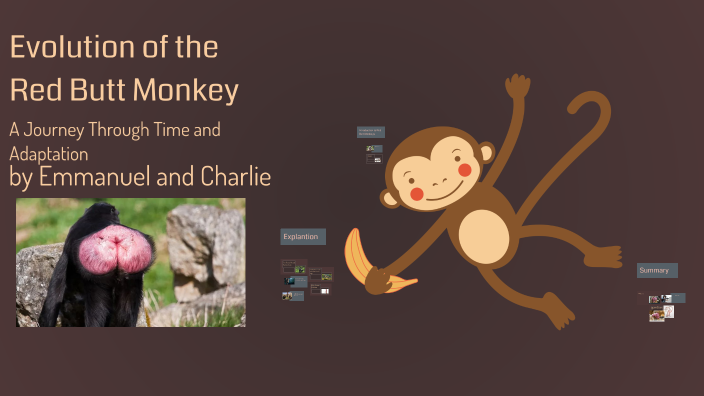 Evolution of the Red Butt Monkey by Charles Dallum II on Prezi