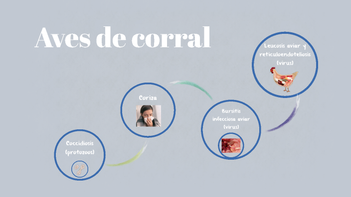 Aves de corral by Janelle Moronta on Prezi