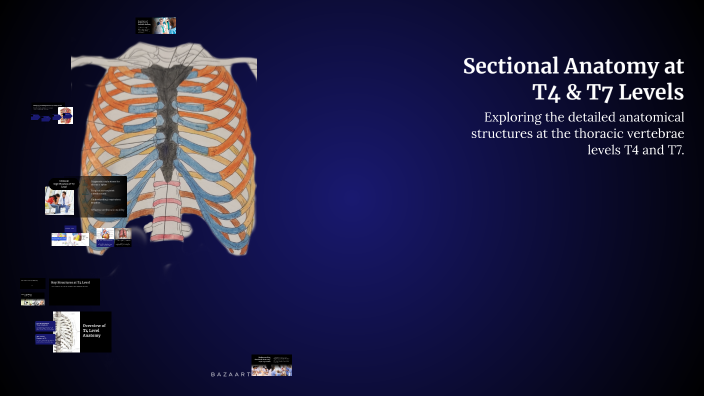 Sectional Anatomy at T4 & T7 Levels by Rukshan Surangana on Prezi
