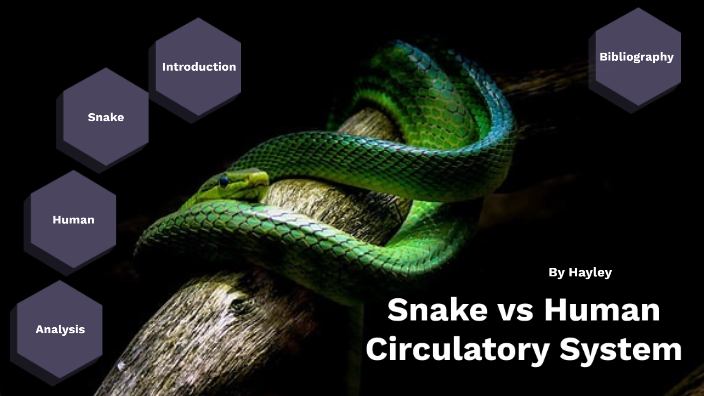 Snake vs Human circulatory System by Hayley g on Prezi