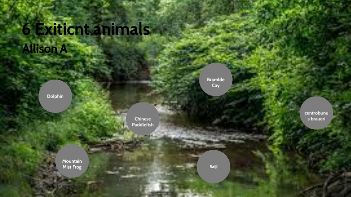 isksk by Allison Andree on Prezi