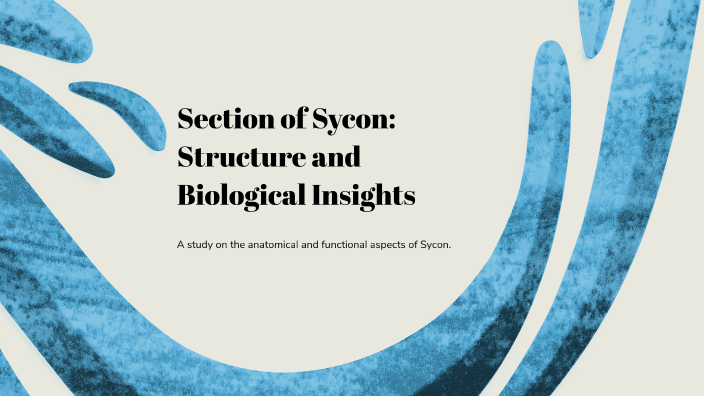 Section of Sycon: Structure and Biological Insights by milley jangpangi ...