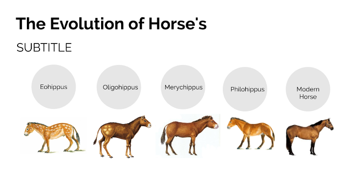 The Evolution Of Horse's by Joshua Gonzalez on Prezi