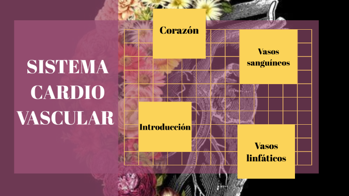 SISTEMA CARDIOVASCULAR by FRida Ferrer on Prezi