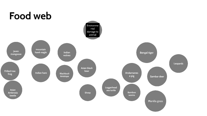 Food web by Isaac Monson on Prezi