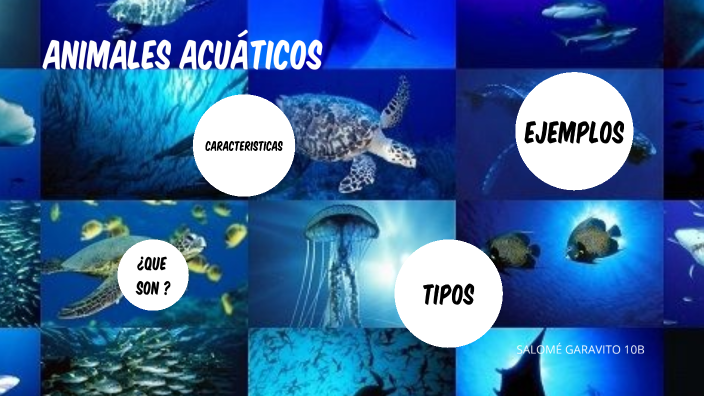 ANIMALES ACUÁTICOS by Salome Garavito on Prezi