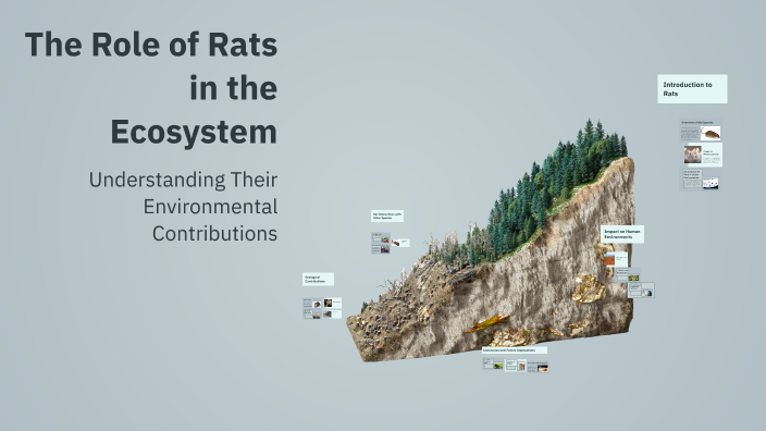 The Role of Rats in the Ecosystem by Arthur Cherniavskiy on Prezi