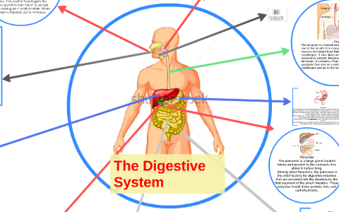 Buccal Cavity consisting of by Muskan Issrani on Prezi