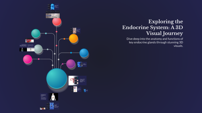 Exploring the Endocrine System: A 3D Visual Journey by prince ruffins ...