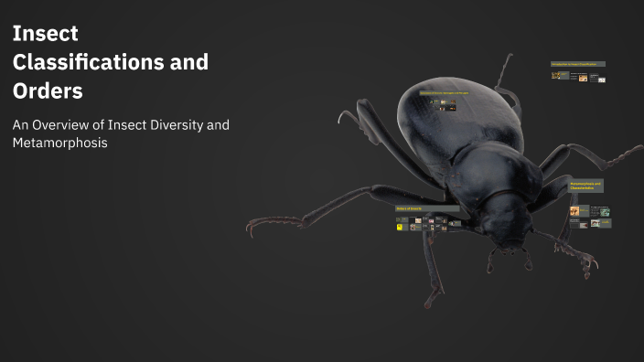 Insect Classifications and Orders by Clyd Samson on Prezi