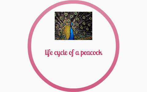 life cycle of a peacock by susannah mcnab on Prezi