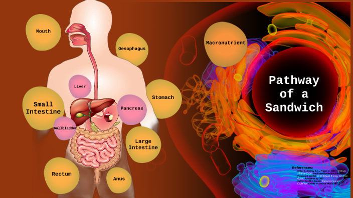 Pathway of a Sandwich by Olivia Applegate on Prezi