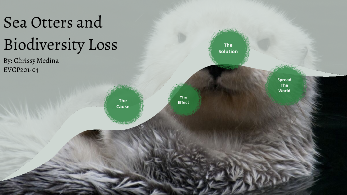 Sea Otters and Biodiversity by Christina Medina on Prezi