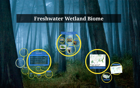 Freshwater Wetland Biome by Nicole Lippelt on Prezi