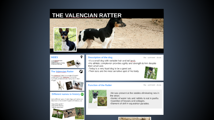 VALENCIAN RATTER by Lluís Ramírez on Prezi