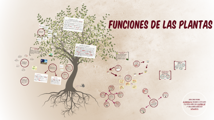 FUNCIONES DE LAS PLANTAS by karol cesarz on Prezi