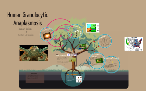 Anaplasmosis by jordan salibi on Prezi