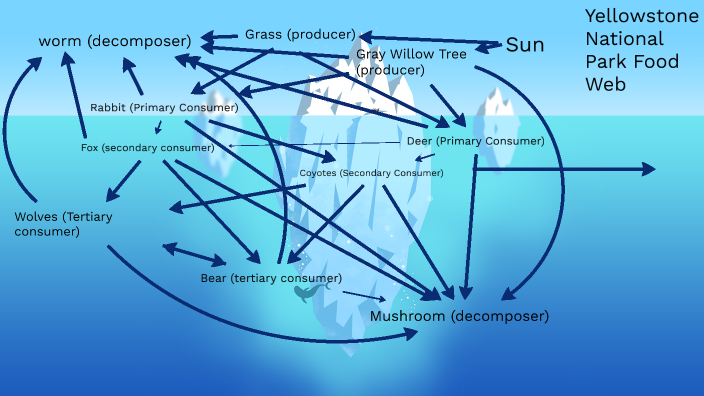 Yellowstone Food Web by Wyatt Johnson on Prezi