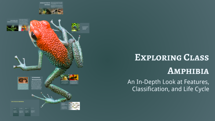 Exploring Class Amphibia by Enzeela Dahal on Prezi